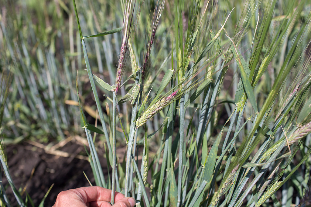 Barley (Hulless) - Black – Prairie Garden Seeds