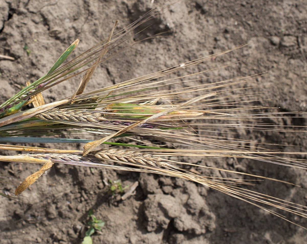 Barley (Hulless) - Black – Prairie Garden Seeds