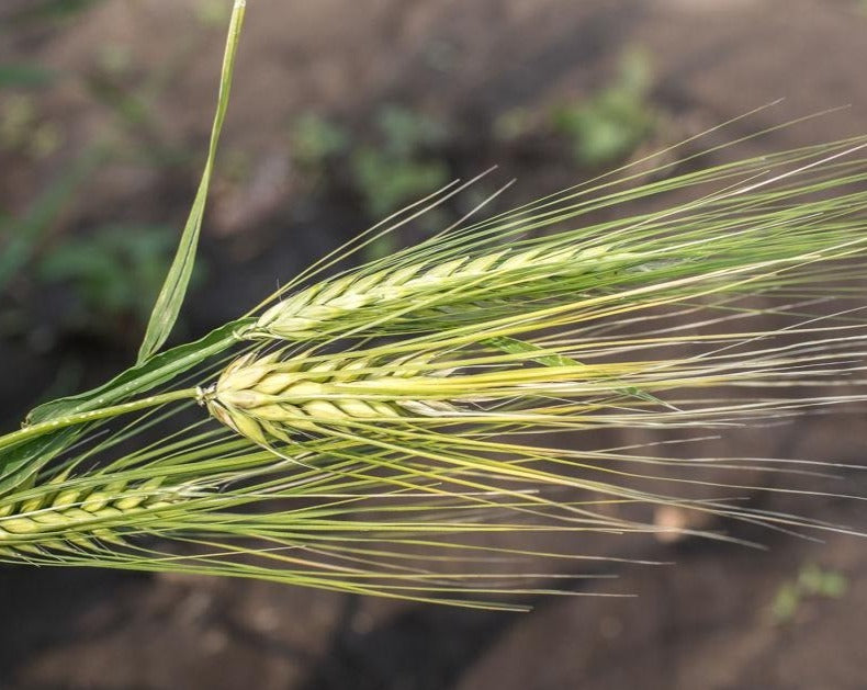 Barley (Hulled) - Peru Cebada – Prairie Garden Seeds