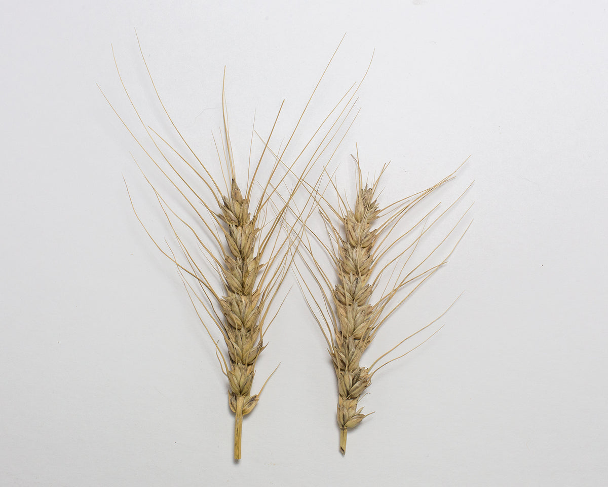 Wheat (Bread) - Ceres – Prairie Garden Seeds