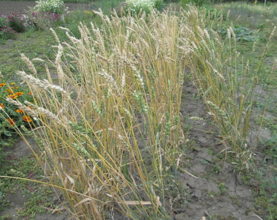 Wheat (Bread) - Chinook – Prairie Garden Seeds