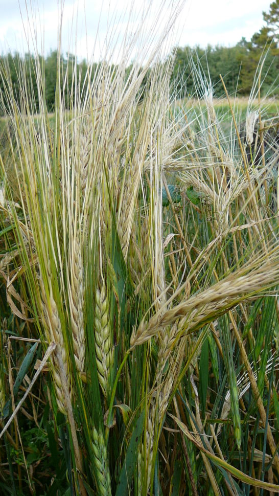 Barley (Hulless) - Ethiopian – Prairie Garden Seeds