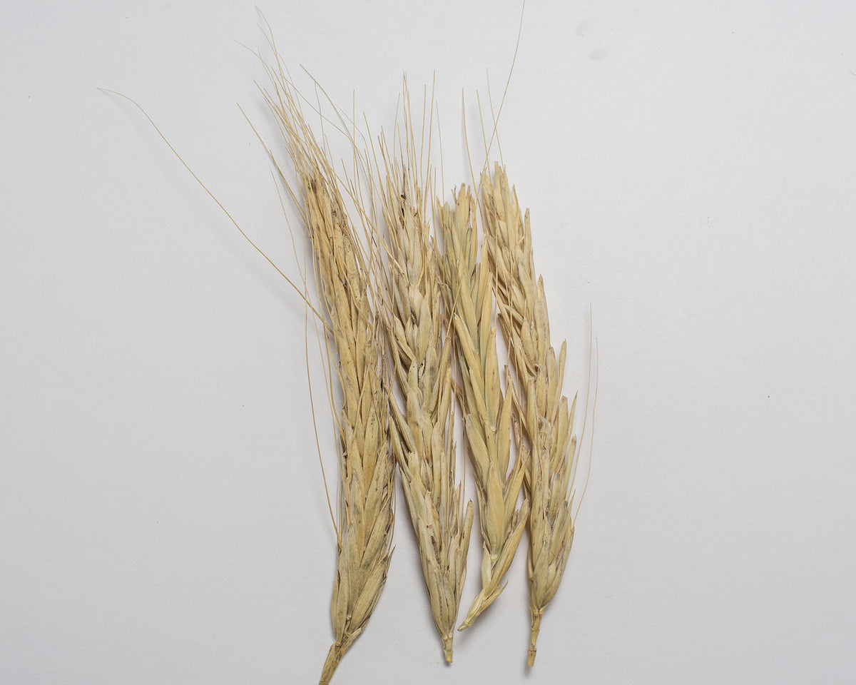 Wheat (Species) - Polish – Prairie Garden Seeds