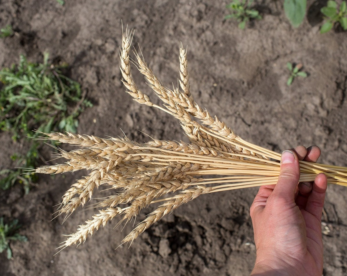 Wheat (Bread) - Park – Prairie Garden Seeds