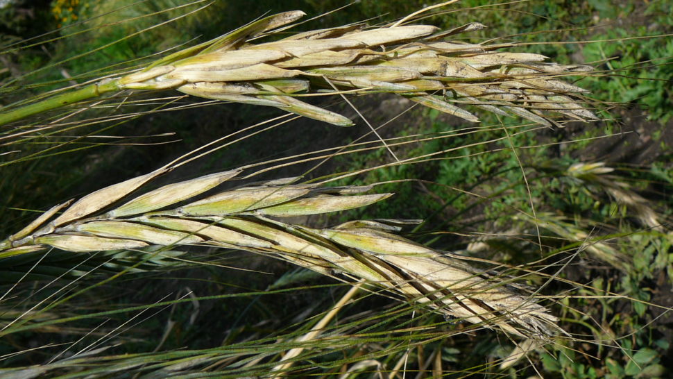 Wheat (Species) - Polish – Prairie Garden Seeds