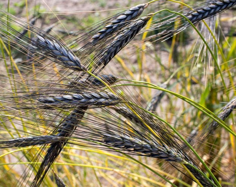 Wheat (Emmer) - Utrecht Blue – Prairie Garden Seeds