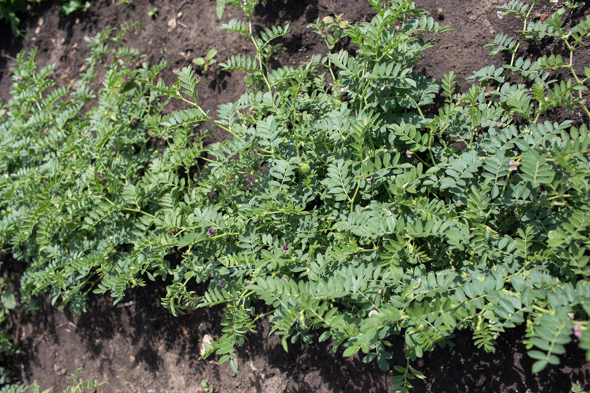Chickpea - Earthtones – Prairie Garden Seeds