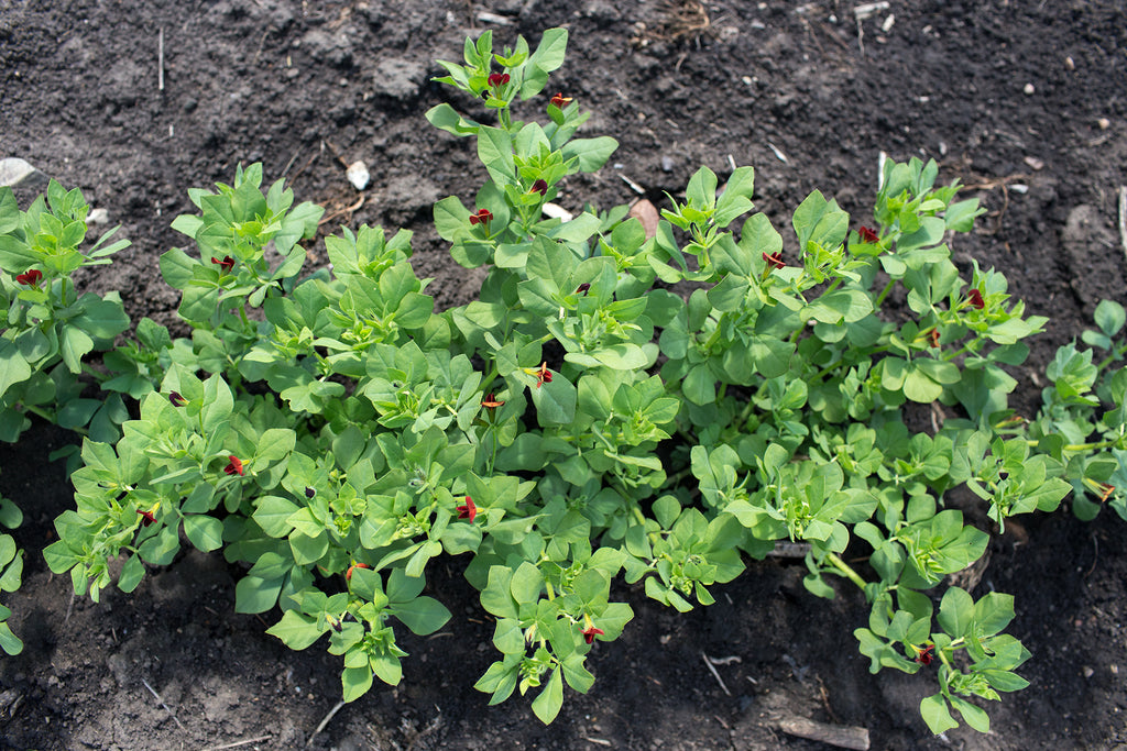 Winged Pea/Asparagus Pea – Prairie Garden Seeds