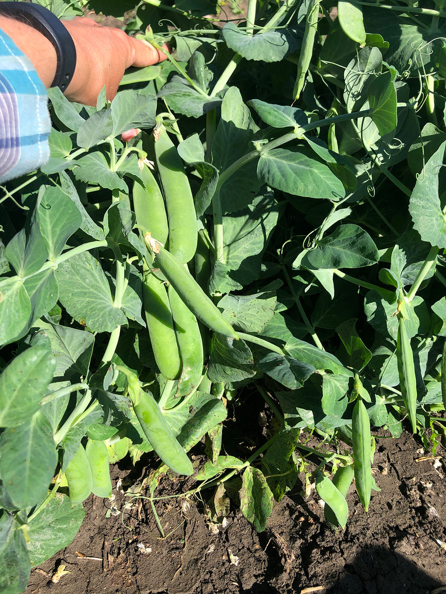 Shelling Pea (Bush) - Early Onward – Prairie Garden Seeds