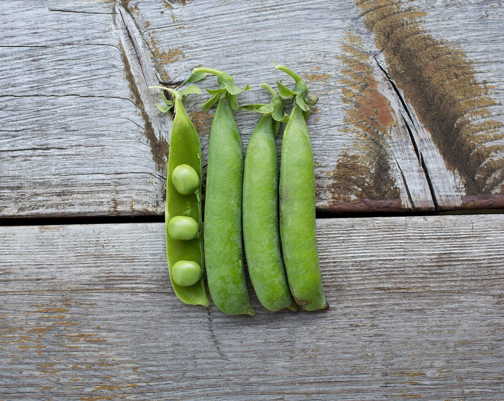 Shelling Pea (Bush) - Triple Treat – Prairie Garden Seeds