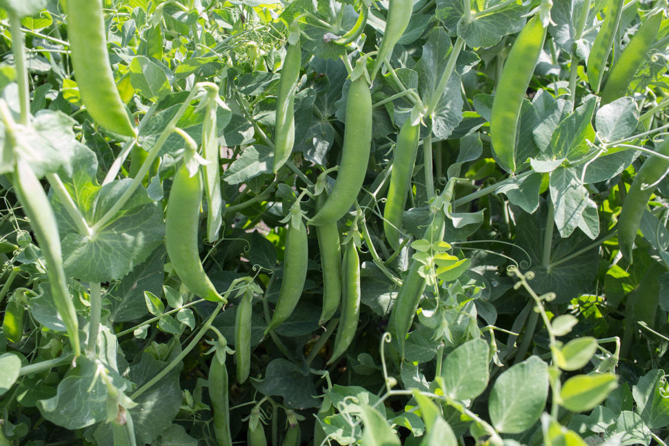 Shelling Pea (Bush) - Homesteader – Prairie Garden Seeds