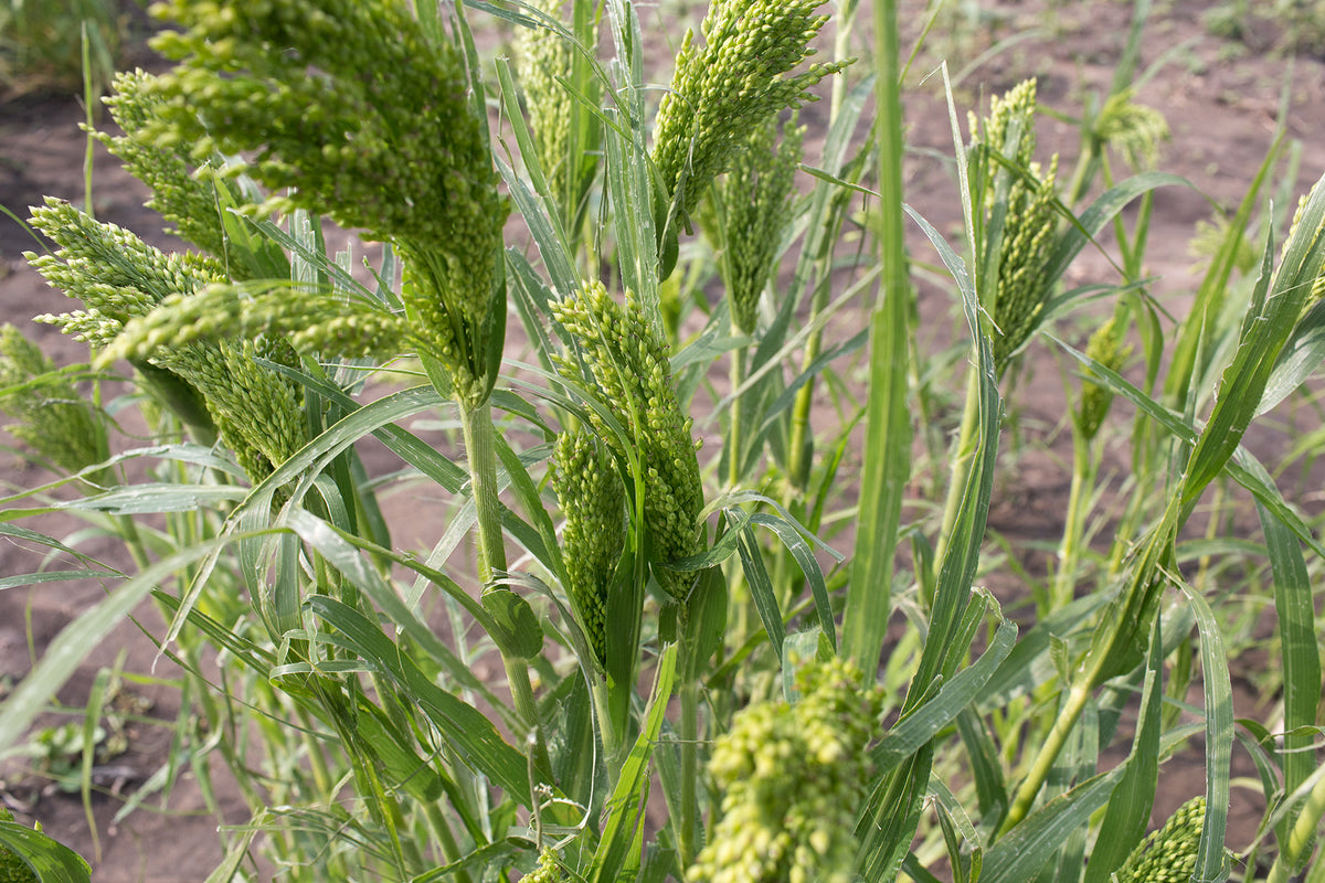 Proso Millet - Blonde – Prairie Garden Seeds