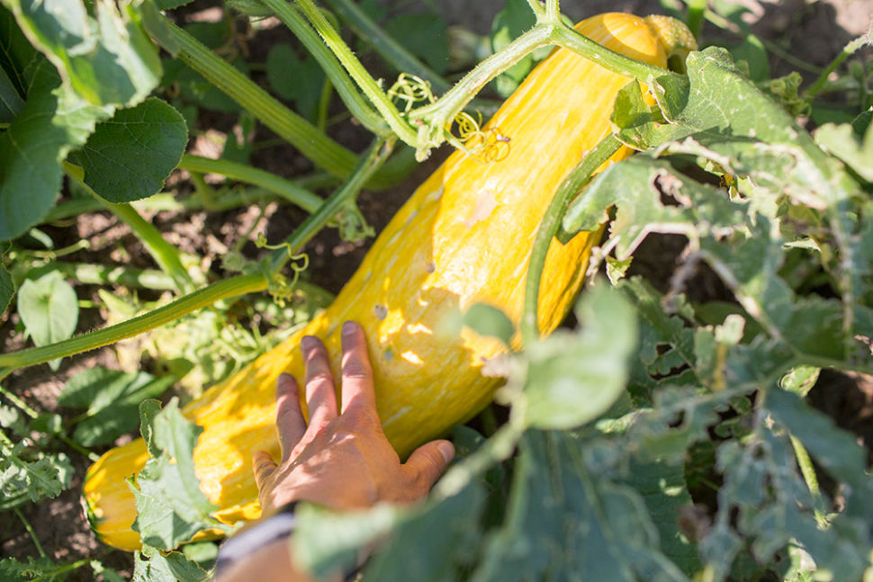 Squash (Winter) - Gete-Okosomin – Prairie Garden Seeds