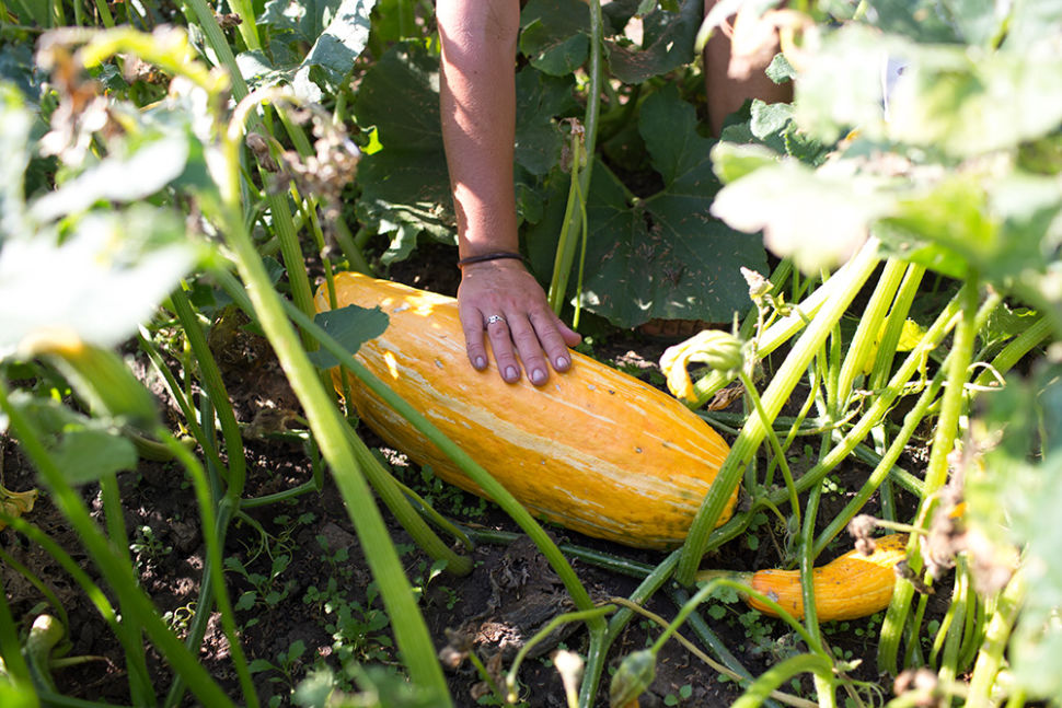 Squash (Winter) - Gete-Okosomin – Prairie Garden Seeds
