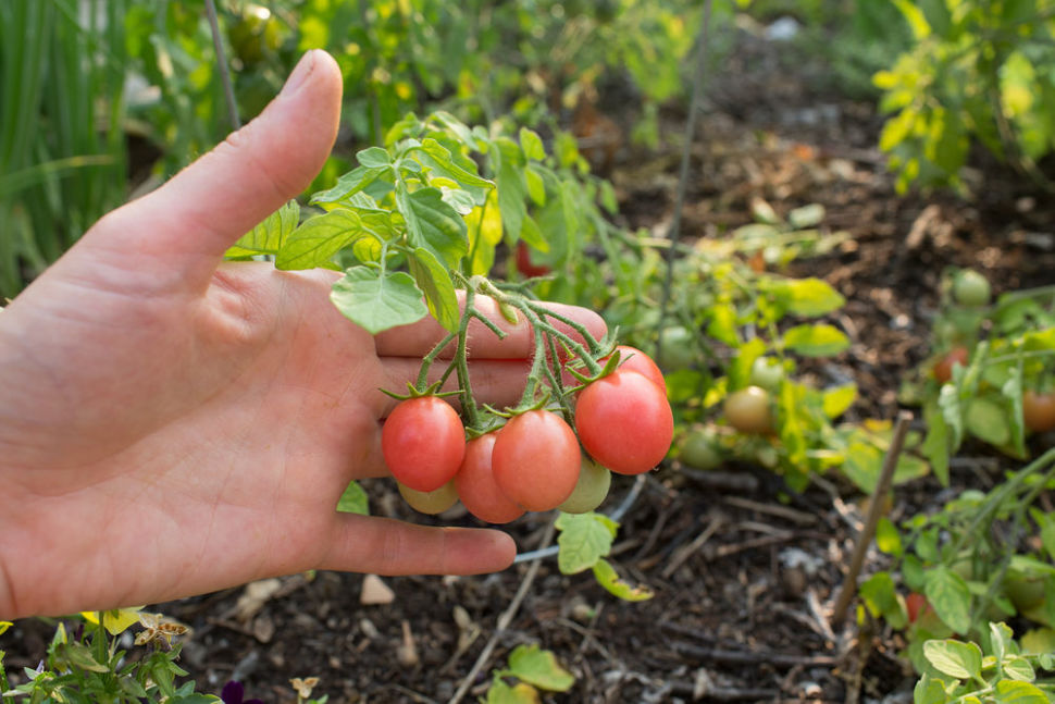 Whippersnapper – Prairie Garden Seeds