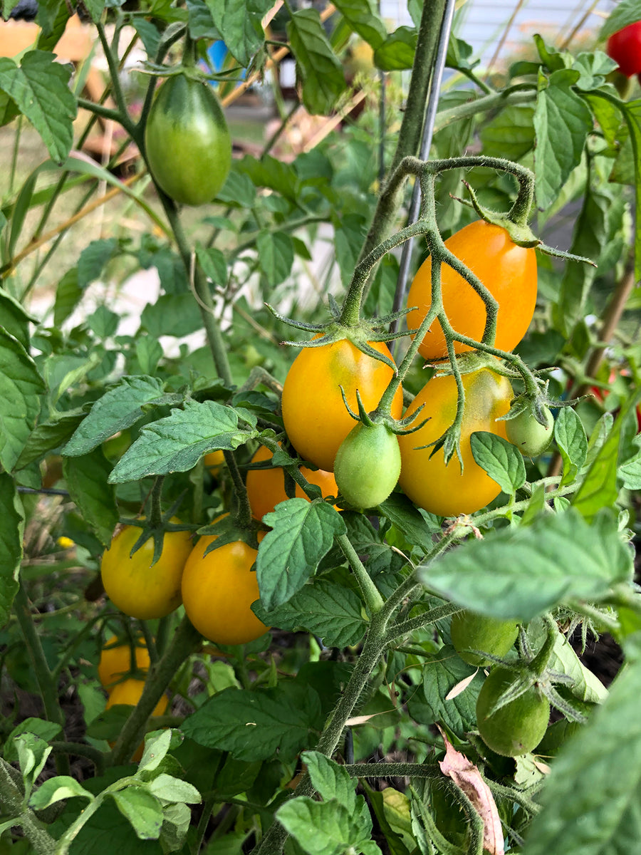 Yellow Pear – Prairie Garden Seeds